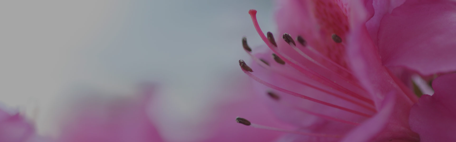 pink_flower | Margo Shapiro Bachman